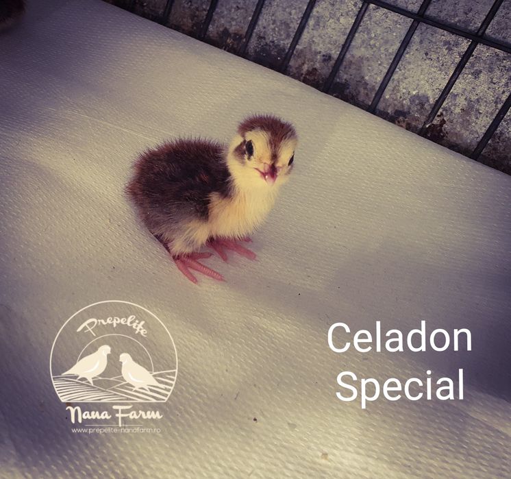 Oua de prepelita Celadon Bucuresti Sectorul 5 • OLX.ro