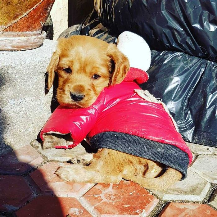 Pui rasa Cocker Spaniel Bucuresti Sectorul 1 • OLX.ro