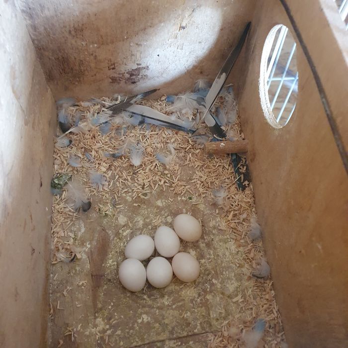 Desfiintez crescătorie de perusi Buhusi • OLX.ro