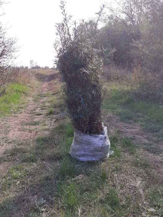 Vând butasi de catina Targoviste • OLX.ro