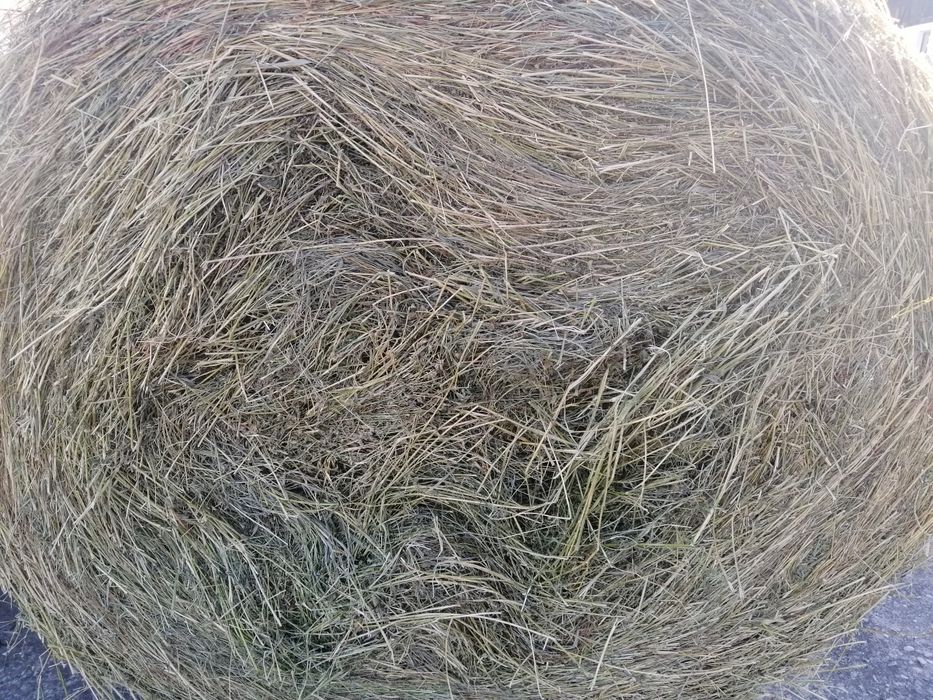 De vânzare baloti rotunzi lucerna, lucerna cu semnătura, pae Bunesti ...