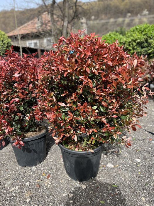 Evounimous photinia maslin bonsai leylandi Craiova • OLX.ro