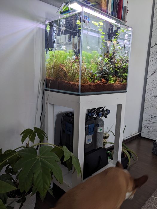 Acvariu + stand din lemn masiv Gherla • OLX.ro