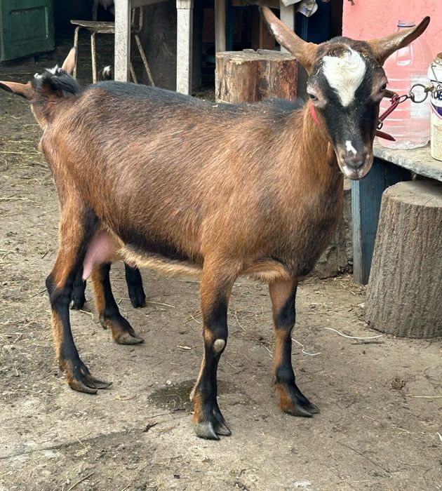 Vând capra alpina franceza Floresti • OLX.ro