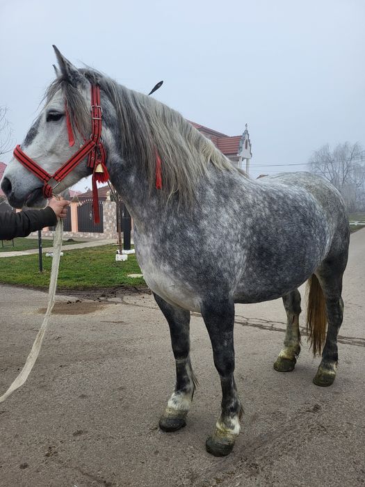 Vand sau schimb iapa de 3 ani 169 la greben garantată la căruță foart ...