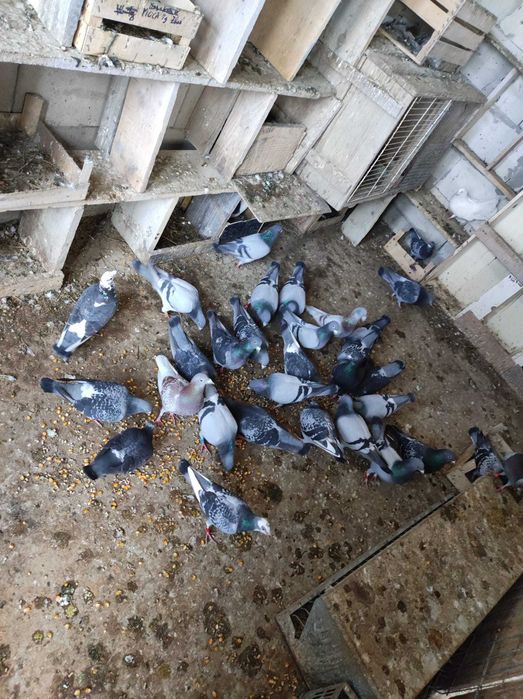 Vând pui de porumbei neieșiți la zbor și bătrâni cu clasări! Valea lui ...