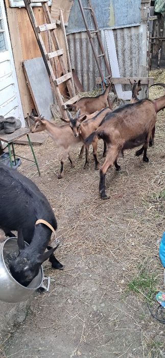 Vand capre alpine franceze Dumbrava Rosie • OLX.ro