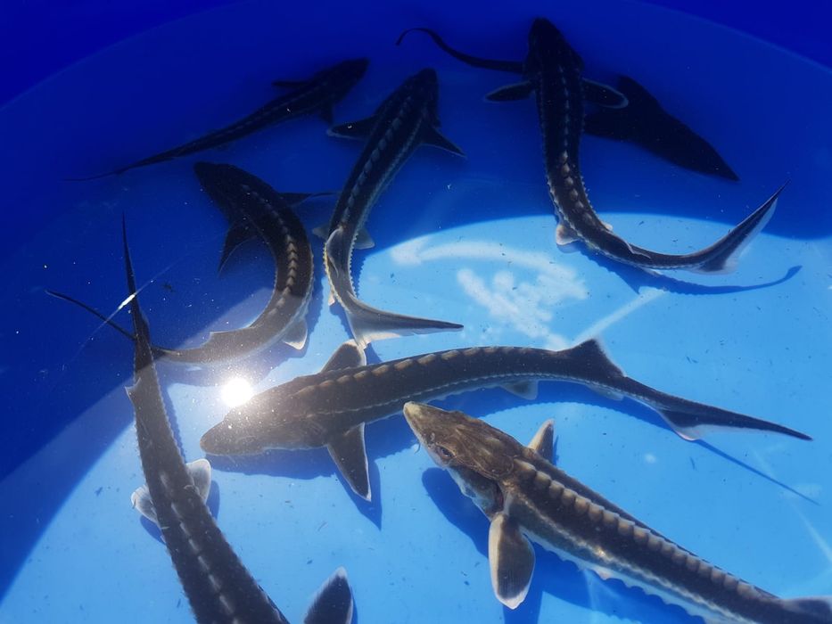 Puiet Sturioni, Morun, Cega, Cega Alba, Nisetru, LIN, Lini Brasov • OLX.ro