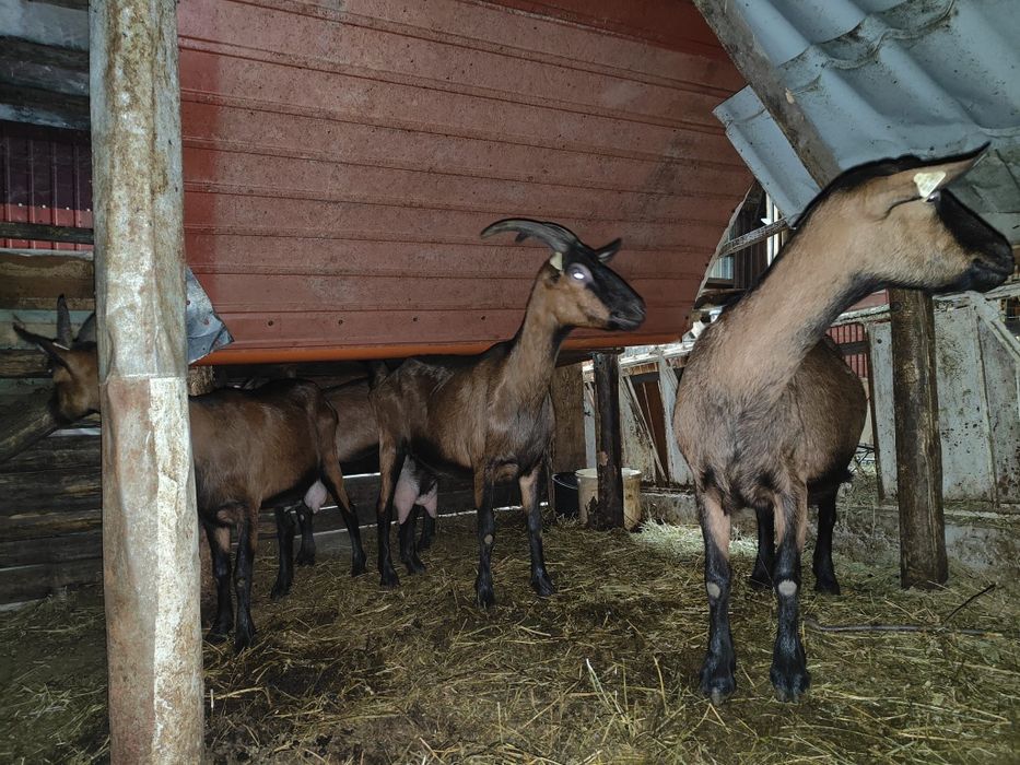 Capra alpina franceza pe lapte Tintea • OLX.ro