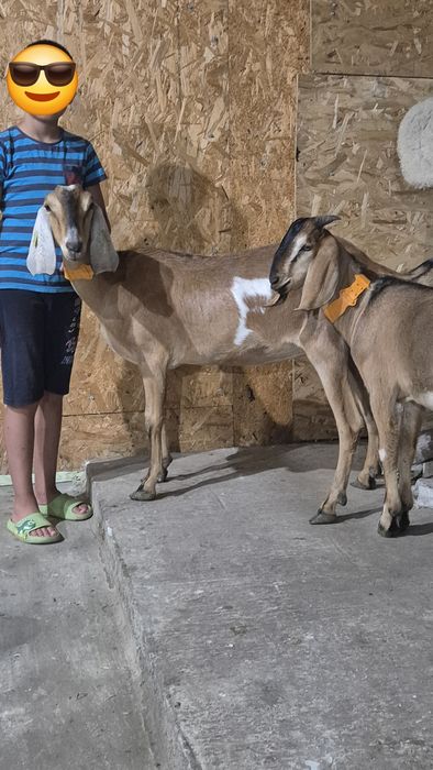 Capra si tap cu pedigree de olanda Targoviste • OLX.ro