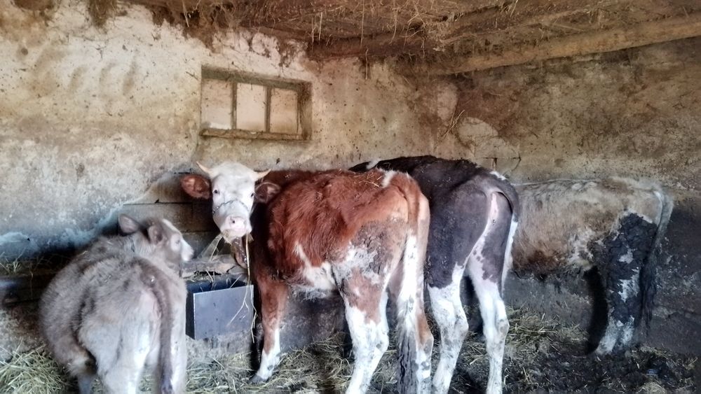 De vânzare vitei Cetariu • OLX.ro