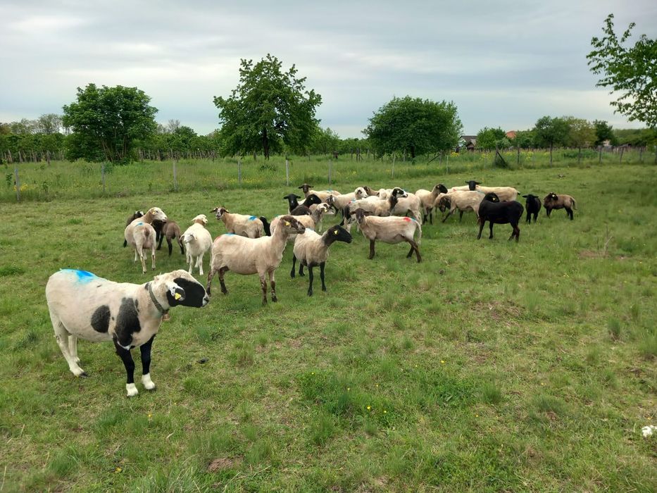 Vând oi carabase Stanesti • OLX.ro