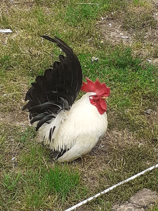 Vând chabo gaini pitice Alba Iulia • OLX.ro