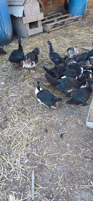 Rate mute de vinzare Arad • OLX.ro