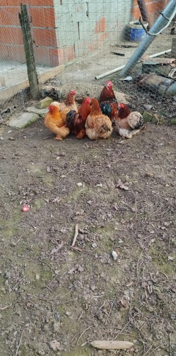 Famili Cochinchina Sacueni • OLX.ro