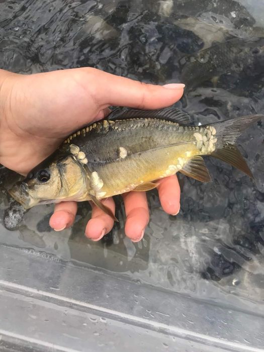 Vând puiet crap , puiet peste , peste viu Holt • OLX.ro