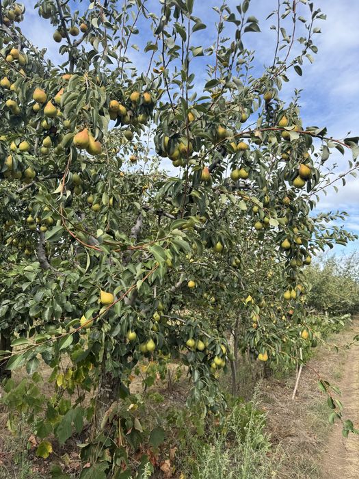 Pere Napoca de vanzare Bogati • OLX.ro