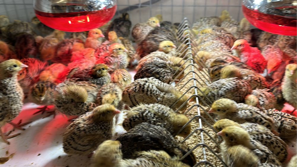 Oua Prepelite pui Custi capcane maternitati Pitesti • OLX.ro