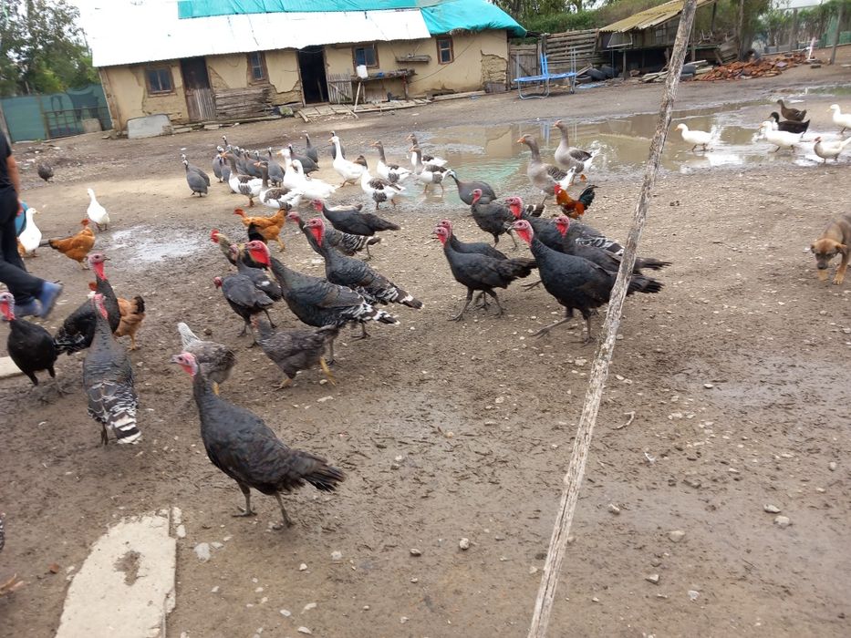 Pui de curca de vanzare Bertestii de Jos • OLX.ro