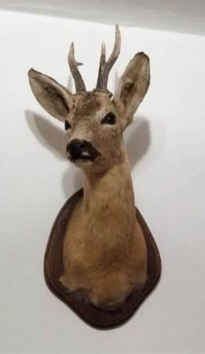 Trofeu bust caprior , taxidermie Magura • OLX.ro