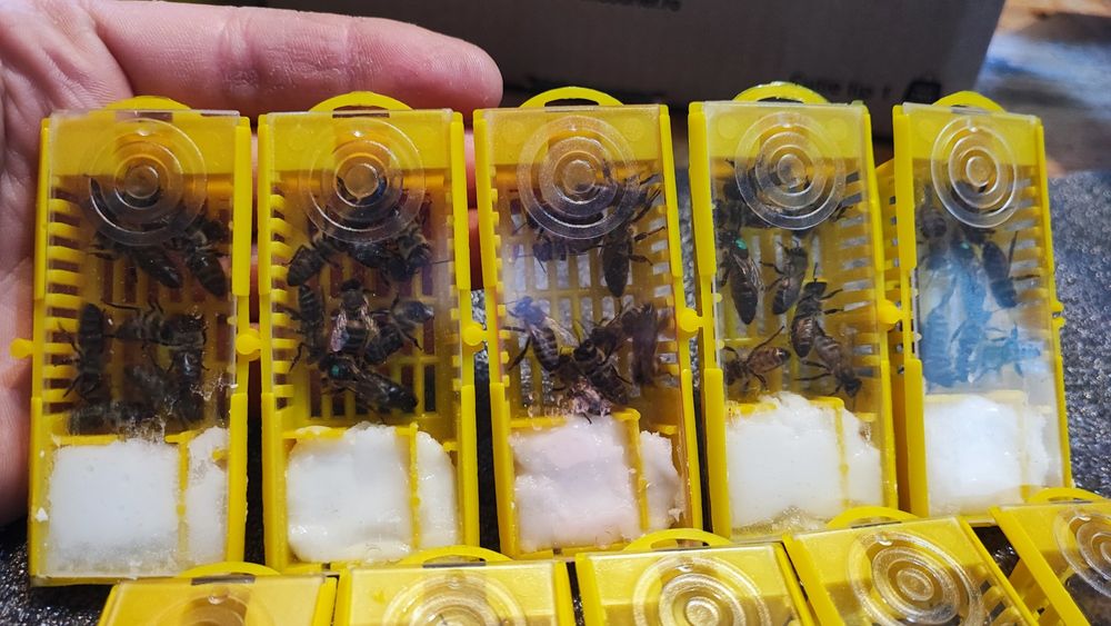 Matci împerecheate Sfantu Gheorghe • OLX.ro