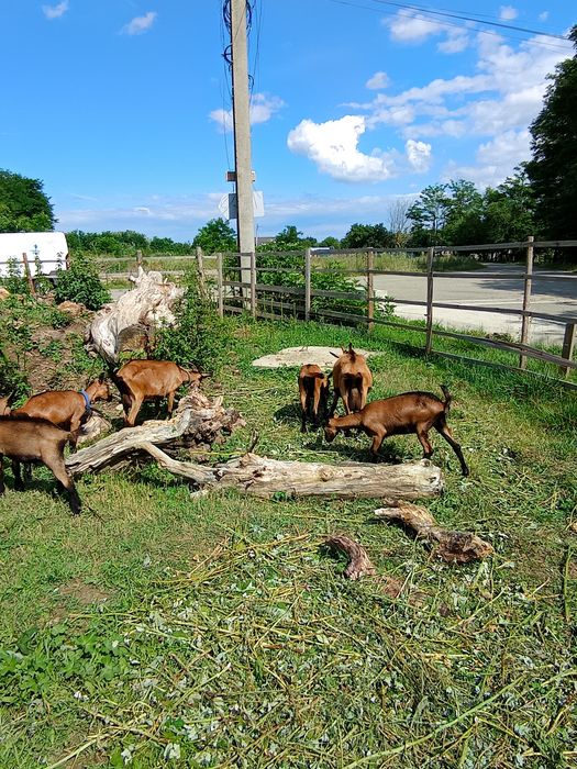 Capre alpina franceza Dobreni • OLX.ro