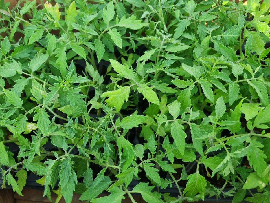 Rasaduri rosii, ardei, vinete, roze, producator Zalau • OLX.ro