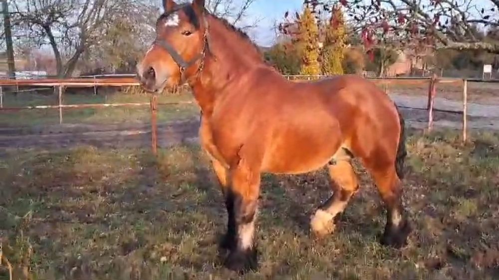 Vand manz Ardenez de rasa pura Iasi • OLX.ro