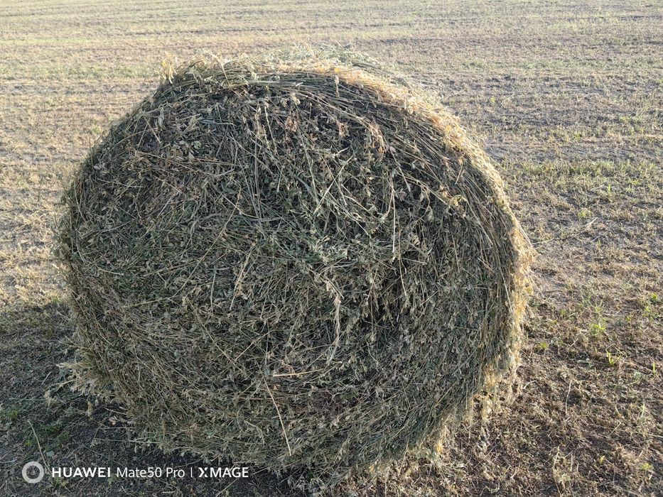 Vând baloti de lucerna Farau • OLX.ro