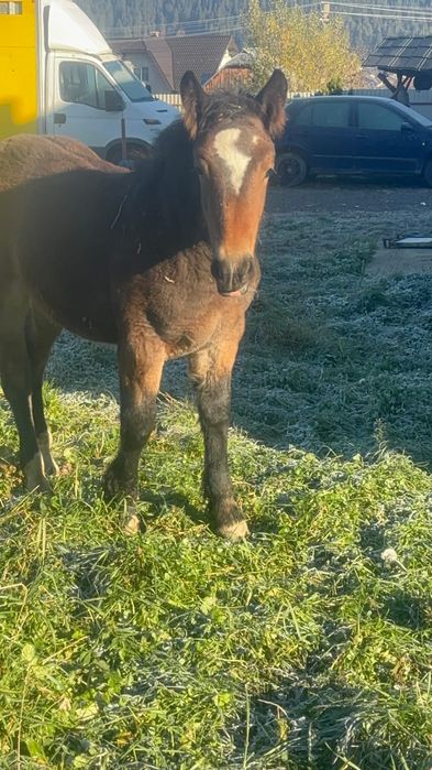 Vând iapa cu mânză Campulung Moldovenesc • OLX.ro