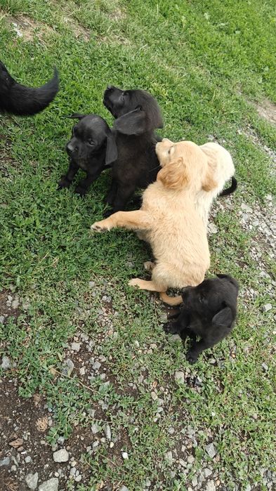 Se donează pui de câine Marca-Huta • OLX.ro