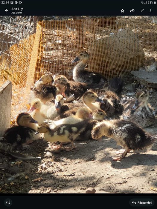 Boboci rata leseasca Braila • OLX.ro