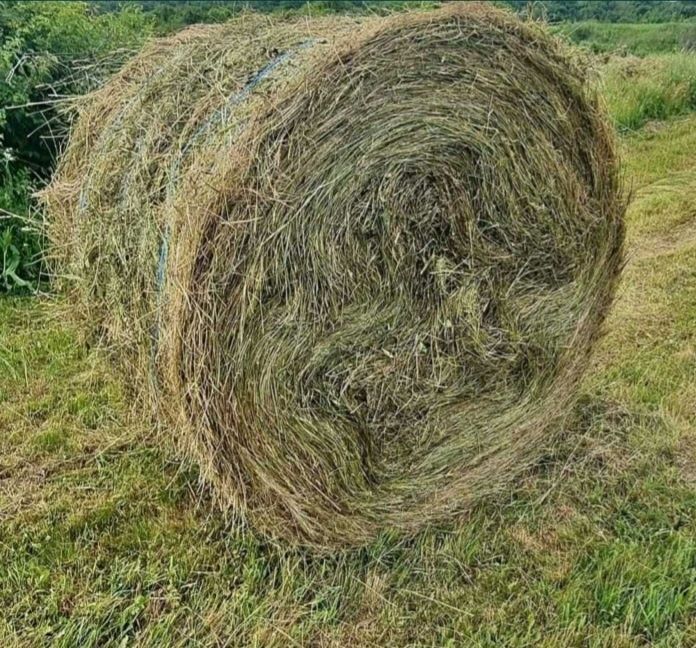 Vând baloti otava Lucerna fîn bună sau Lemn de foc orice schimb Oncesti ...