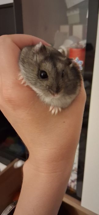 Donez hamster pitic Popesti-Leordeni • OLX.ro
