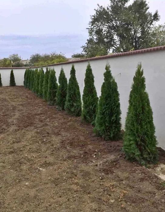 Vand Tuia smarald si columnaris Sibiu • OLX.ro