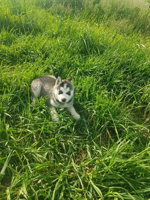 Femela Husky alb cu negru Falticeni • OLX.ro