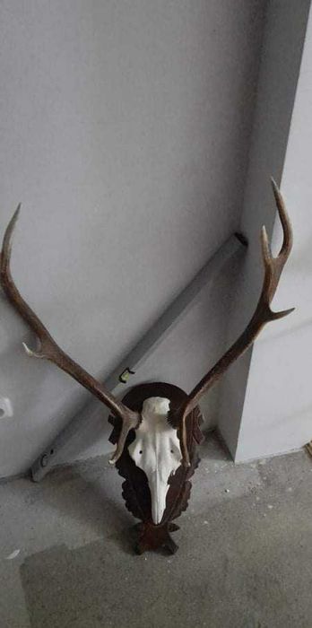 Trofeu coarne cerb si trofeu corne caprior Valea Moldovei • OLX.ro