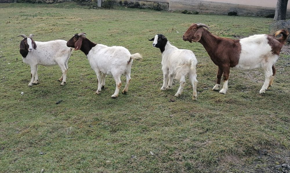 Capre Boer - Rasă de CARNE Hodac • OLX.ro