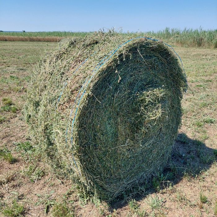 Baloti rotunzi de lucerna cu fan coasa 1 și 2 Ostroveni • OLX.ro