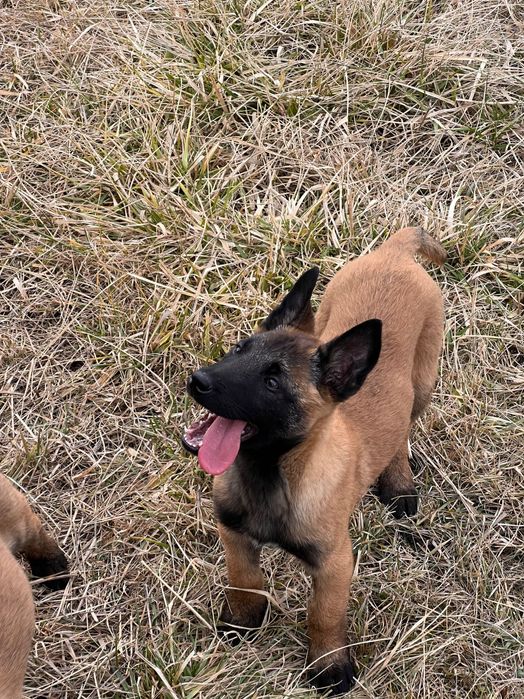 Vand pui Malinois/ Ciobanesc Belgian Sibiu • OLX.ro