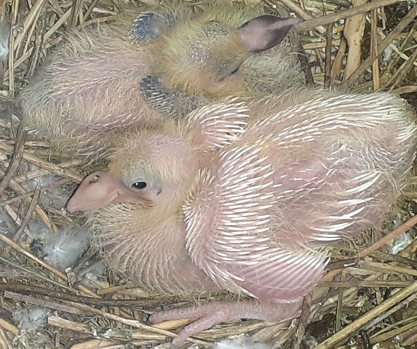 Vând sau schimb pui de porumbei voiajori standard Lepsa • OLX.ro