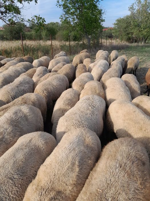 De vanzare 100 de oi carabase cu cap negru de teleorman Maldaeni • OLX.ro