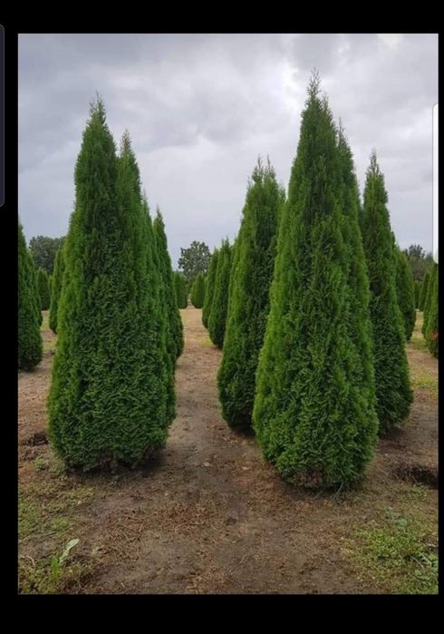 Tuia, copaci, plante ornamentale, bonsai, brazi, cedru, palmieri ...