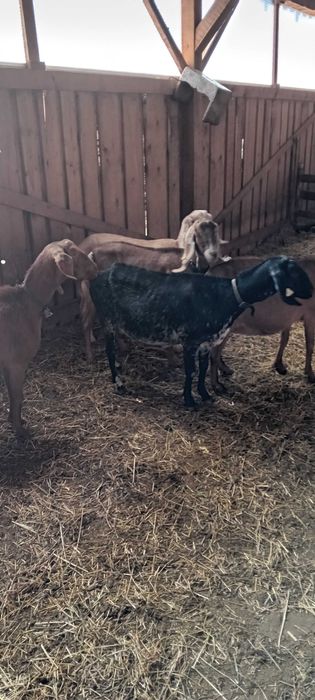 Capre anglo nubiene si țap Sibiu • OLX.ro