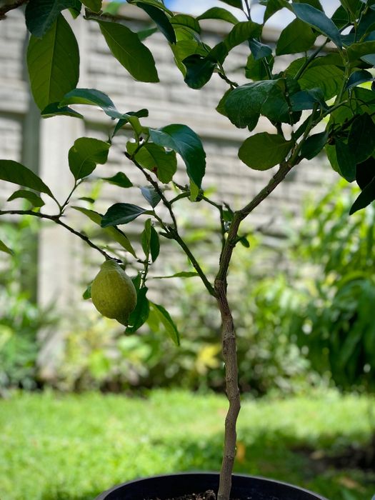 Plante exotice, cu fructe Tartasesti • OLX.ro