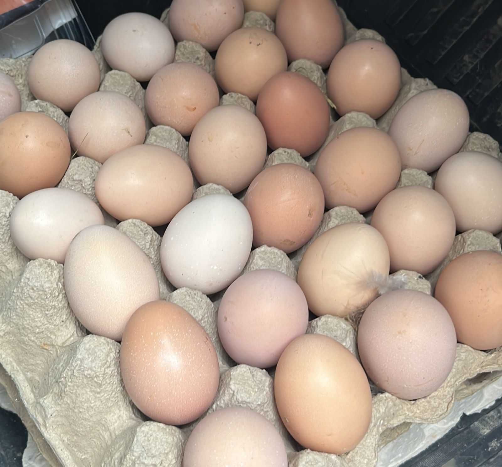 Домашние яйца, Пастбищные яйца: 85 тг. - Продукты питания / напитки ...