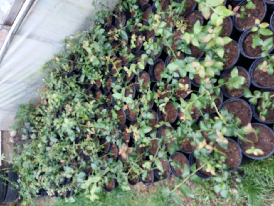 Butasi Afin de Cultura Harseni • OLX.ro