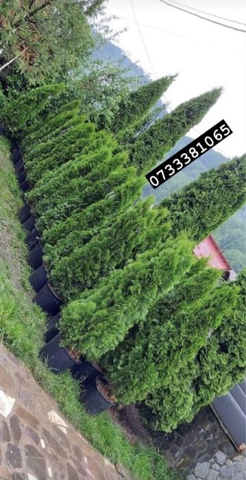 Plante ornamentale tuia si diferite specii amenajari gradini Onesti ...