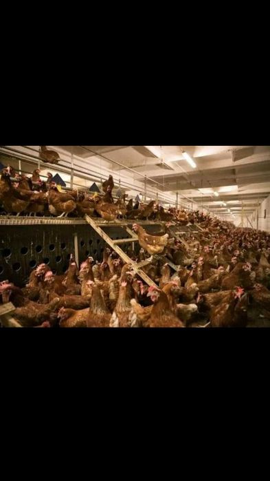 Pasari - Pui de carne ,porumbaci si gaini albe si roșii ouătoare Barlad ...