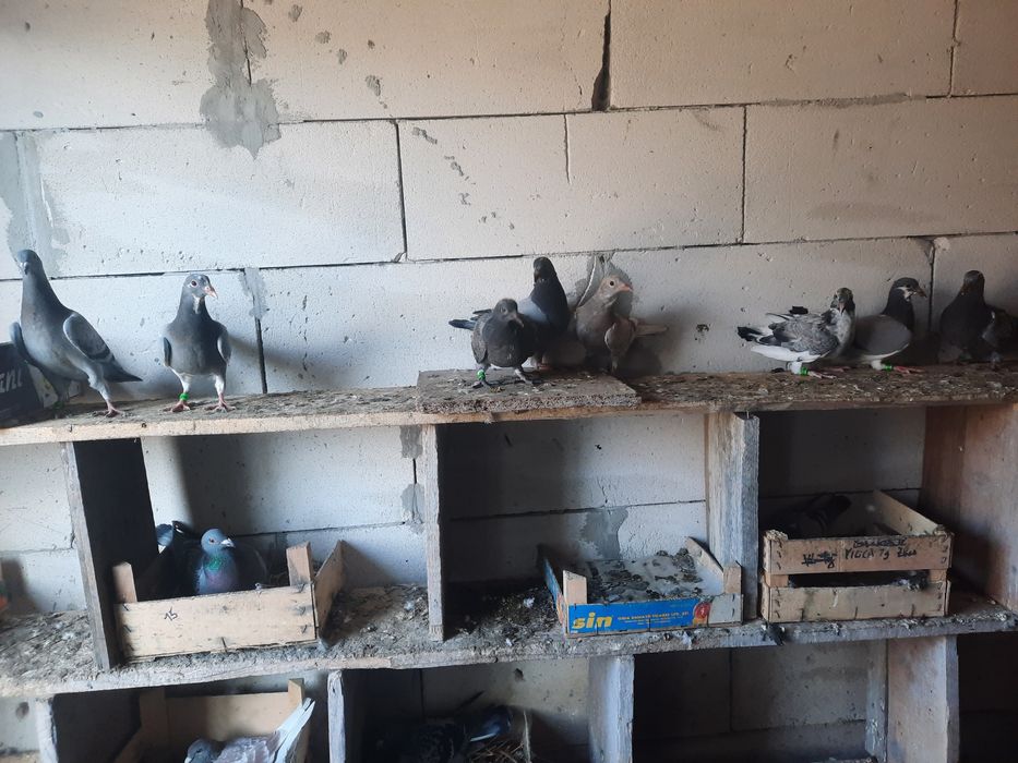 Porumbei pui de anul acesta voiajori neiesiți la zbor și bătrâni ...